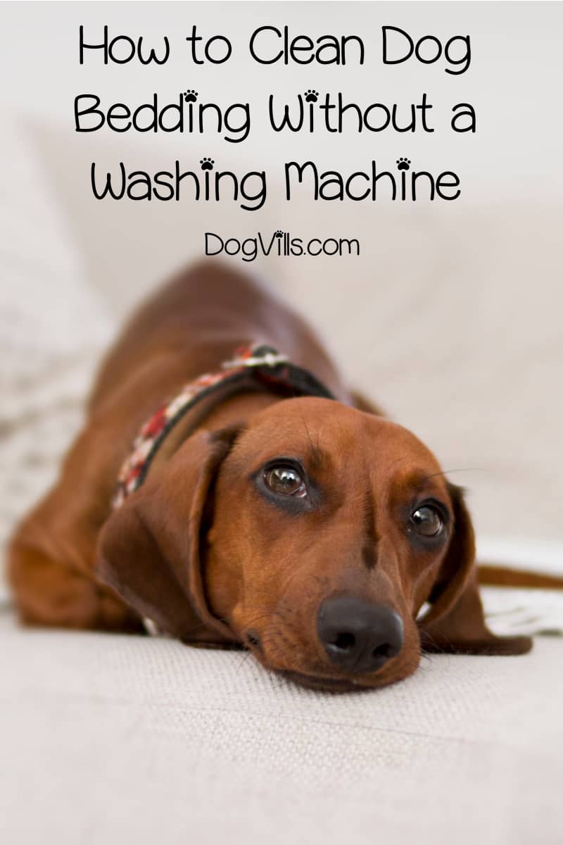 How to Clean a Dog Bed Without a Washing Machine - DogVills