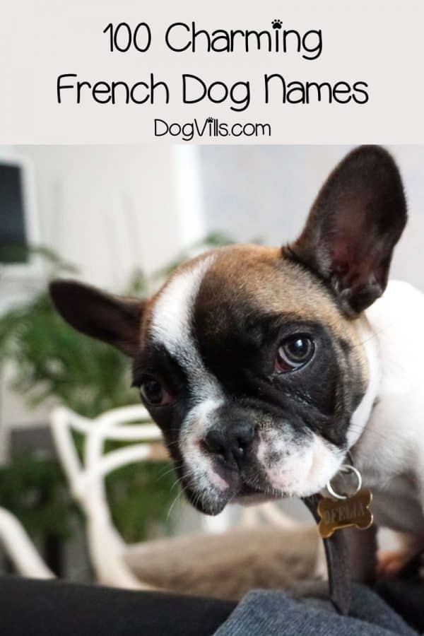 200 Charming French Dog Names for Your Chien Doux - DogVills
