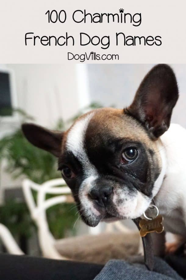 200 Charming French Dog Names for Your Chien Doux - DogVills