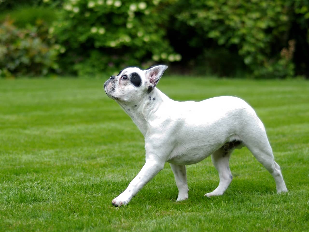 200 Charming French Dog Names for Your Chien Doux - DogVills