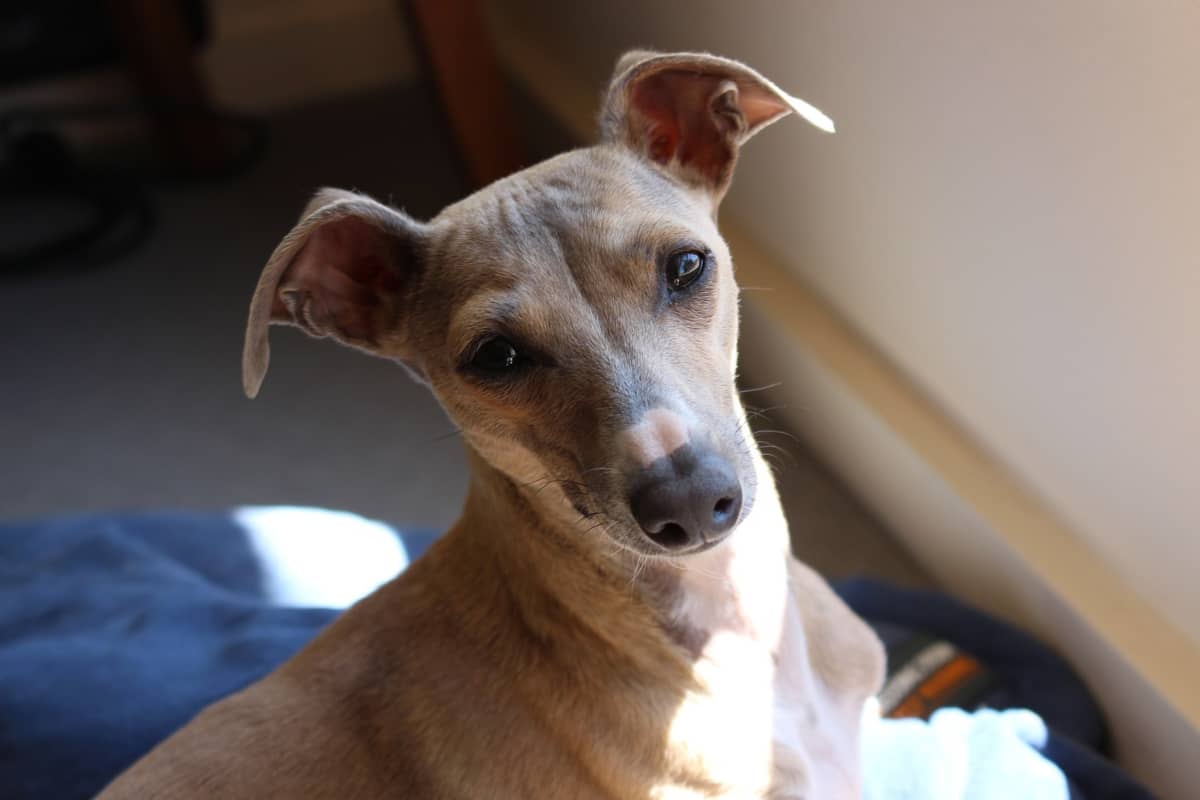 270 Epic Roman & Greek Female Dog Names (with Meanings) - DogVills