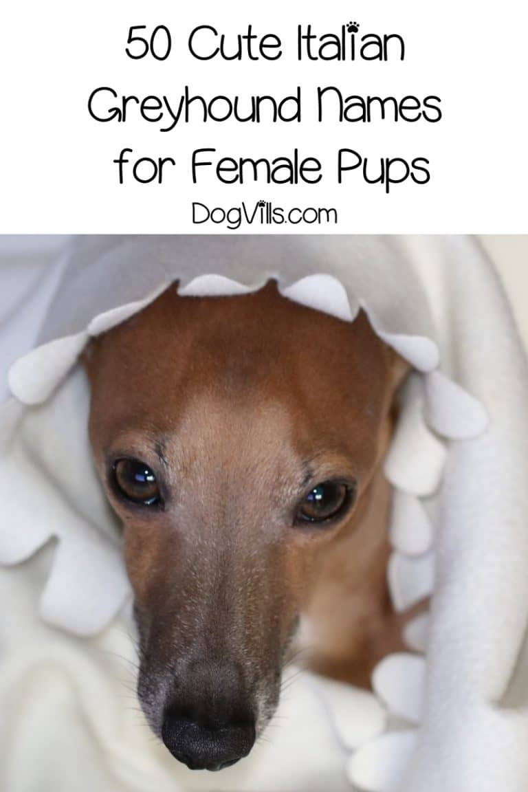 100 Brilliant Italian Greyhound Names - DogVills