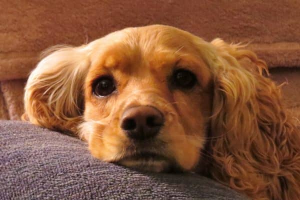 Are Cocker Spaniels Hypoallergenic Dogs? - DogVills