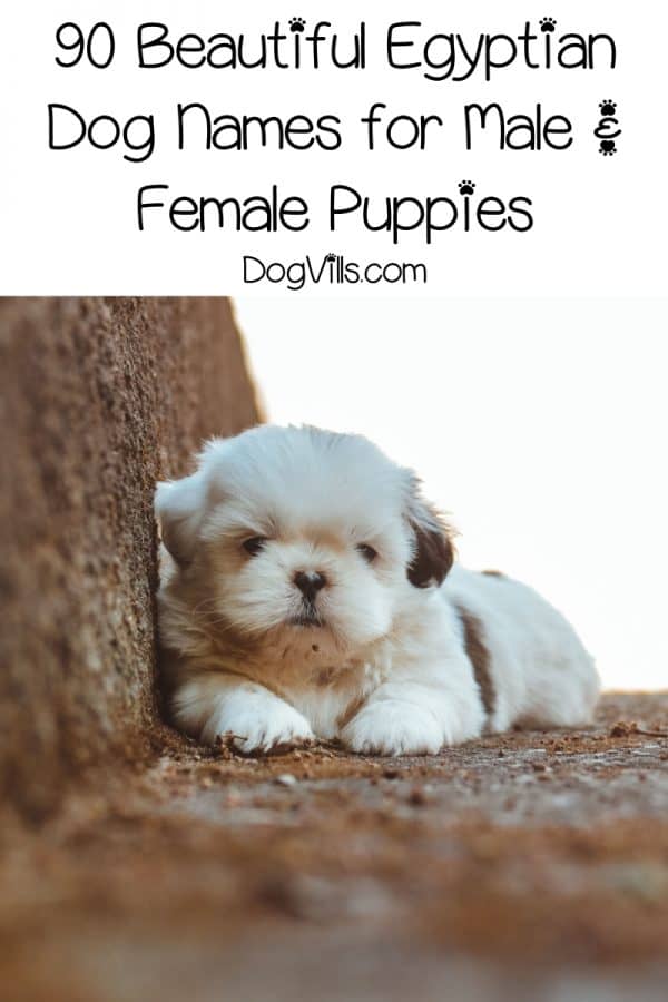 90 Beautiful Egyptian Dog Names for Male & Female Pups - DogVills