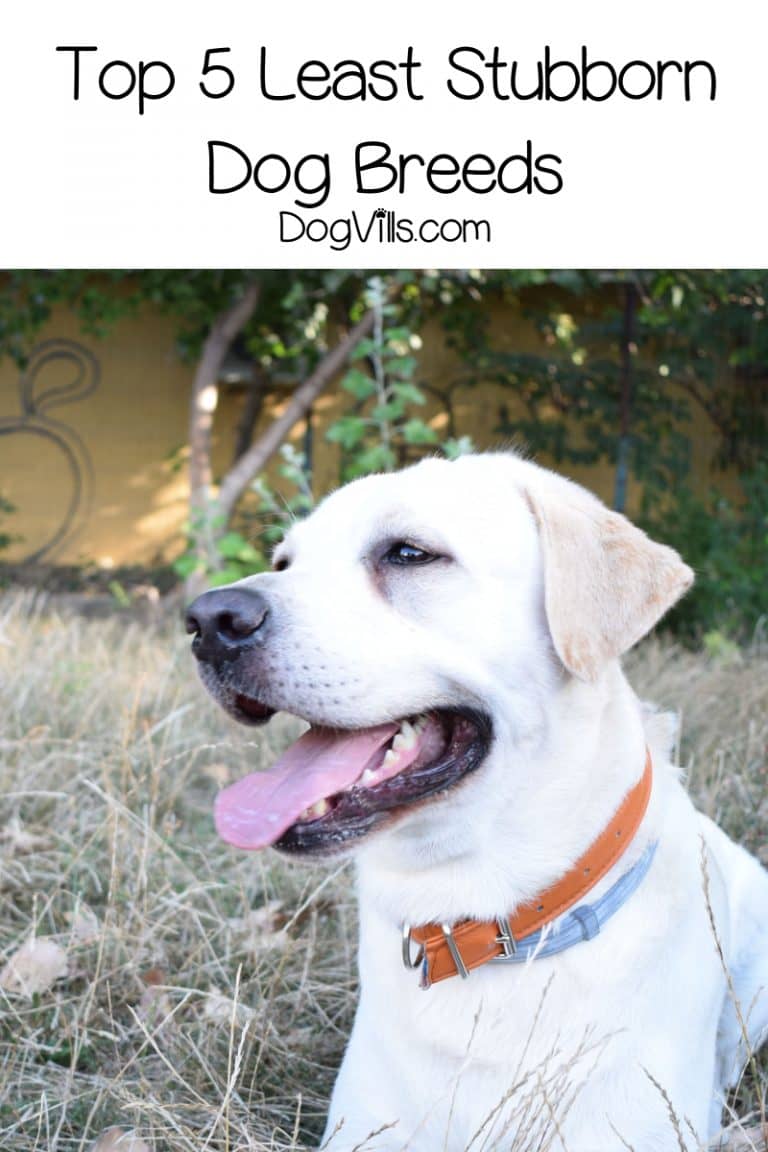 Top 5 Least Stubborn & Most Stubborn Dog Breeds - DogVills