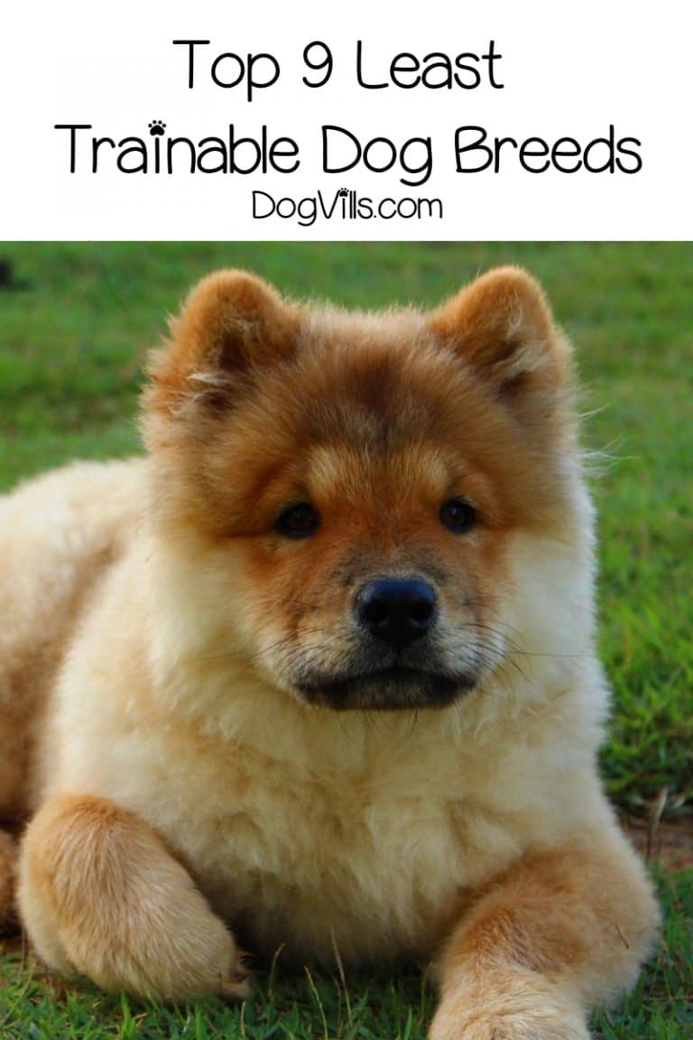 9 Worst Dog Breeds to Train - DogVills