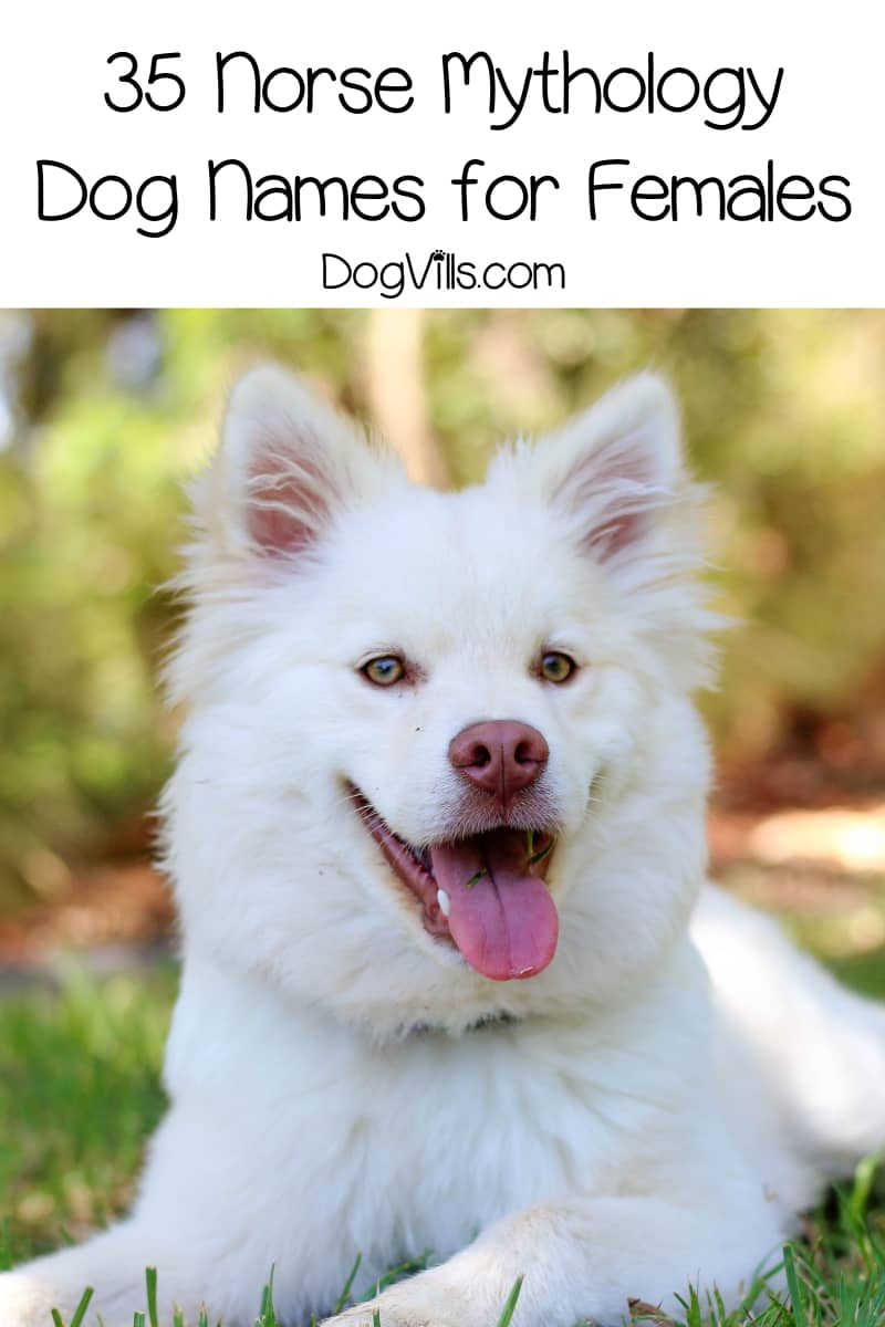 70 Norse Mythology Dog Names for Male & Female Pups - DogVills