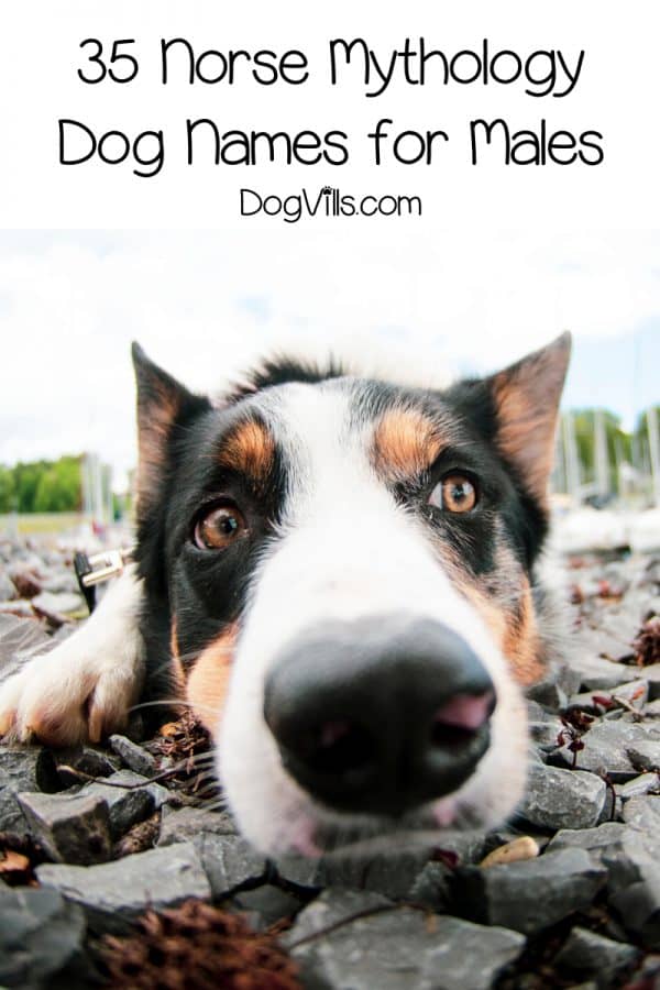 70 Norse Mythology Dog Names for Male & Female Pups - DogVills