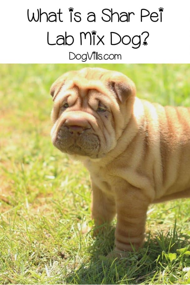 Shar Pei Lab Mix: Complete Guide to This Lovable Combo - DogVills