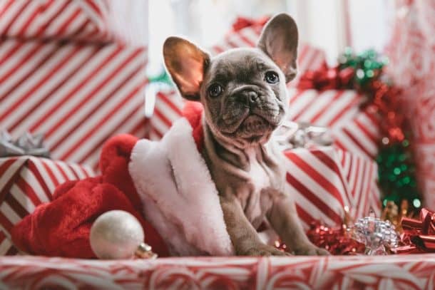 200 Fun & Festive Christmas Dog Names We Love