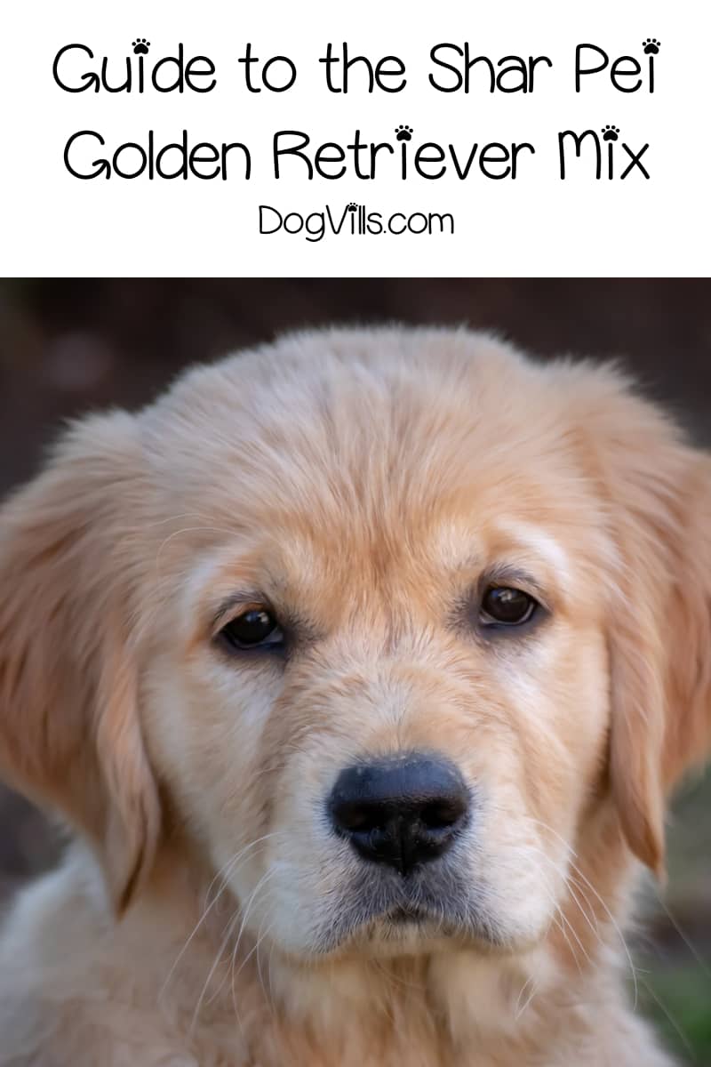 Shar Pei Golden Retriever Mix: What You Need to Know - DogVills