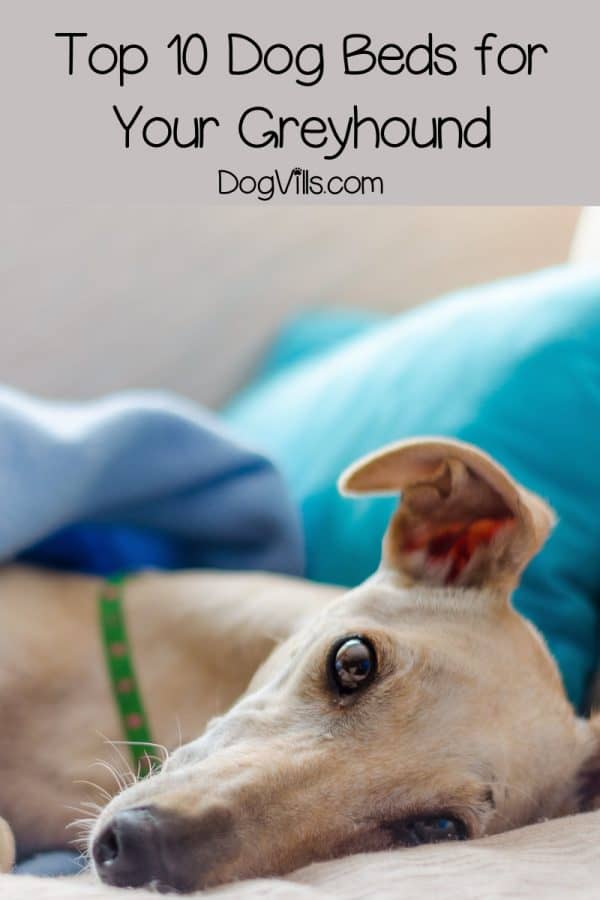 Top 10 Best Dog Beds for Greyhounds (with Reviews) - DogVills