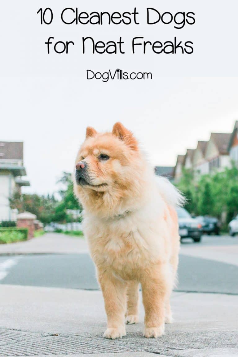 10 Cleanest Dog Breeds for Neat Freaks - DogVills