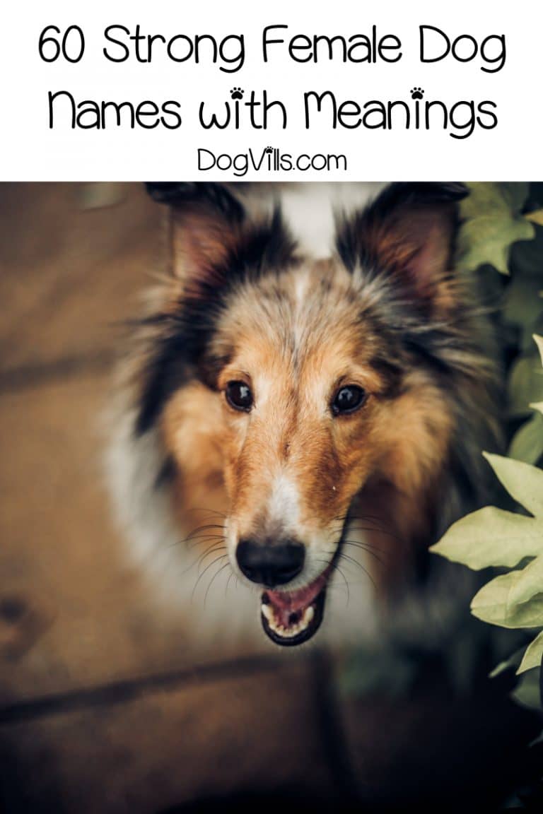 115 Fiercely Strong Female Dog Names and Meanings