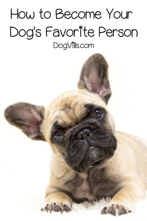 How Do Dogs Choose Their Favorite Person? - DogVills