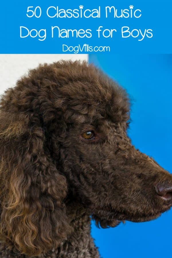 100 Clever Classical Music Dog Names - DogVills