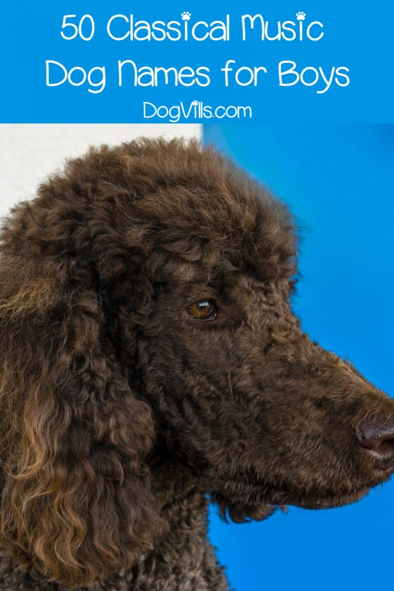 100 Clever Classical Music Dog Names - DogVills