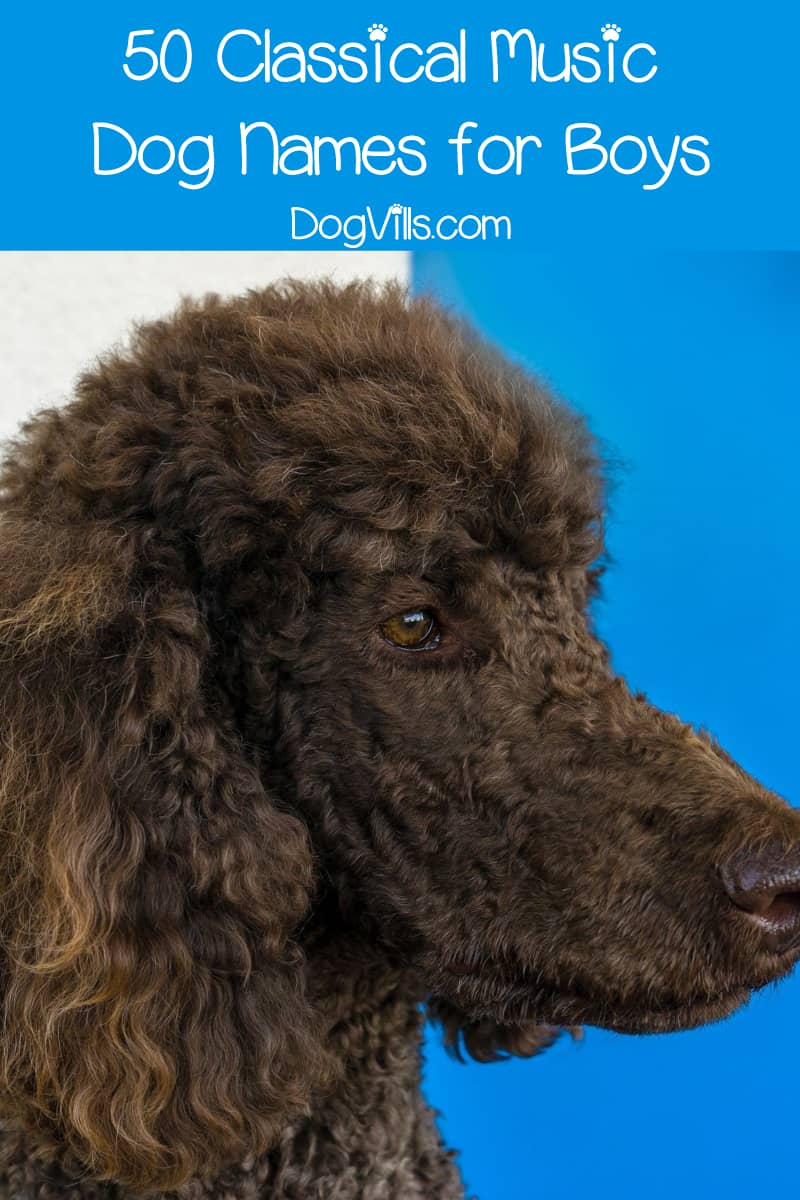 100 Clever Classical Music Dog Names - DogVills