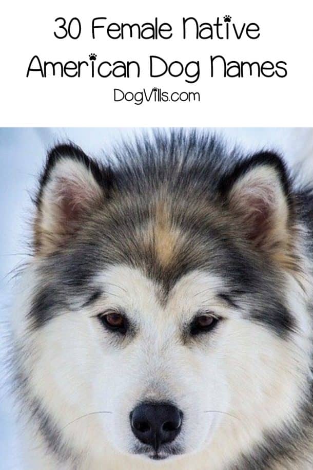 60 Beautiful Native American Dog Names - DogVills