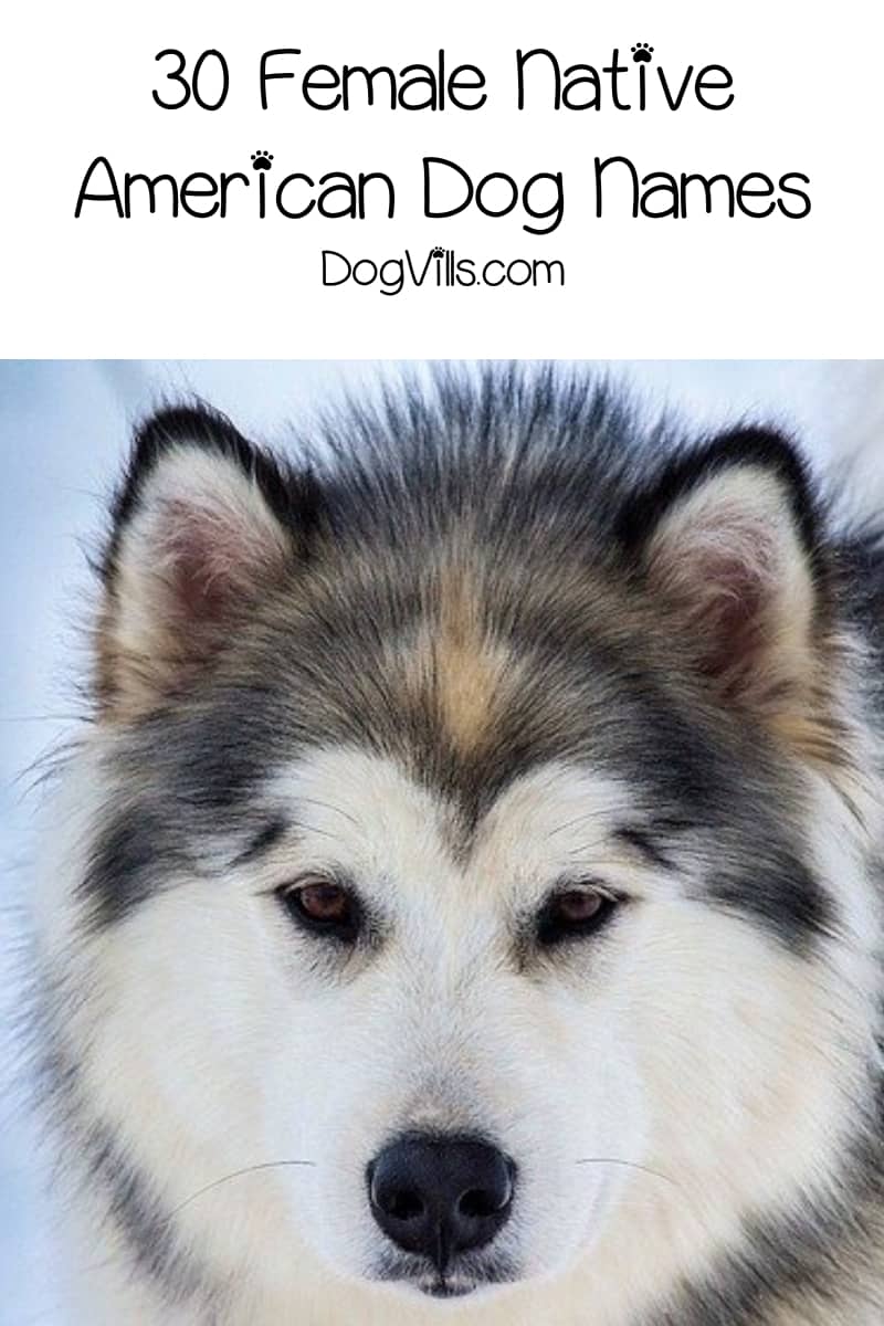 60 Beautiful Native American Dog Names - DogVills