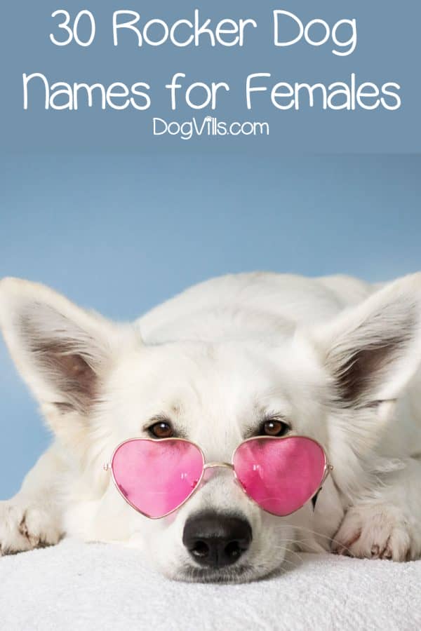 60 Awesome Rocker Dog Names for Males & Females - DogVills