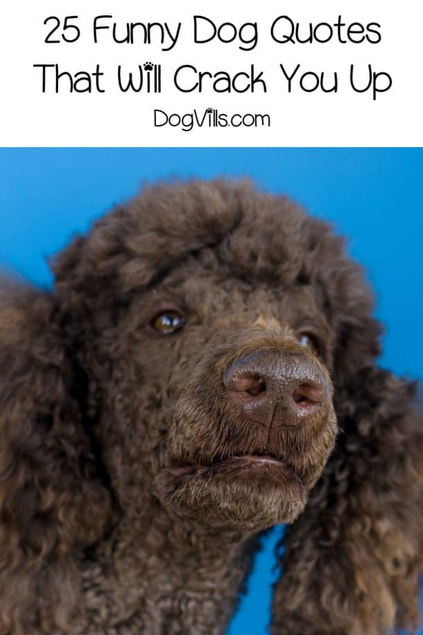 25 Funny Dog Quotes That'll Crack You Up - DogVills