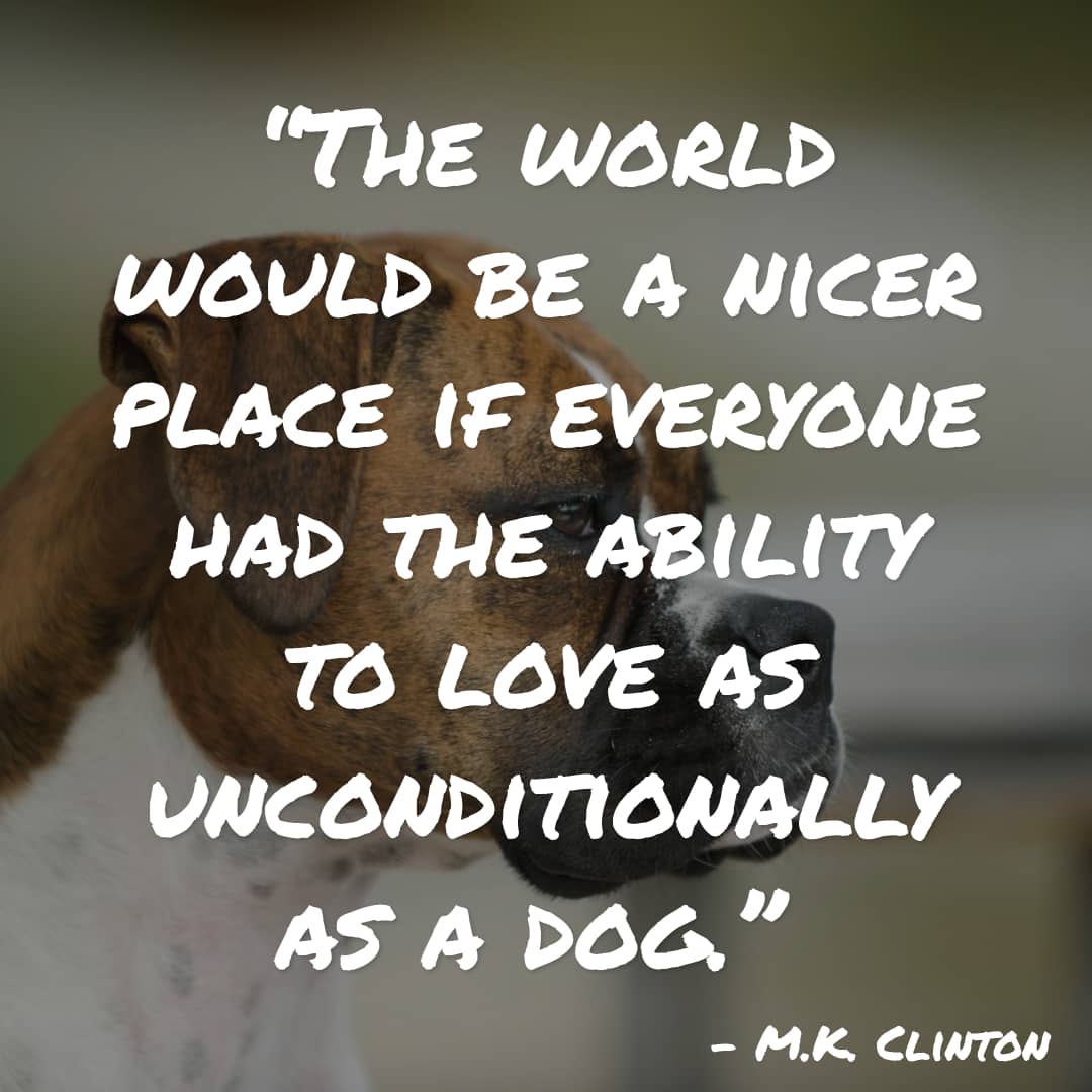 15 Inspirational & Heartfelt Dog Quotes - DogVills