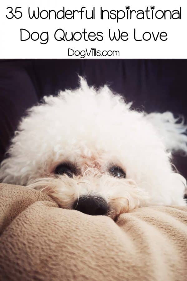 35 Inspirational Dog Quotes - DogVills