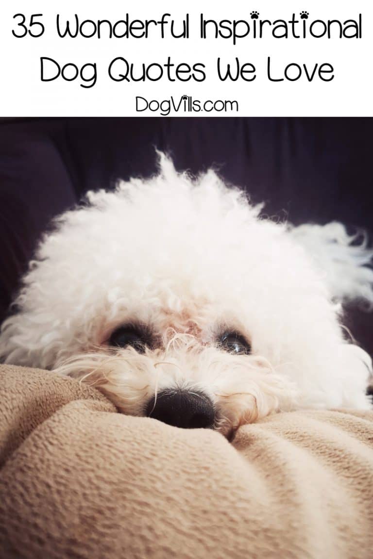 35 Inspirational Dog Quotes - DogVills