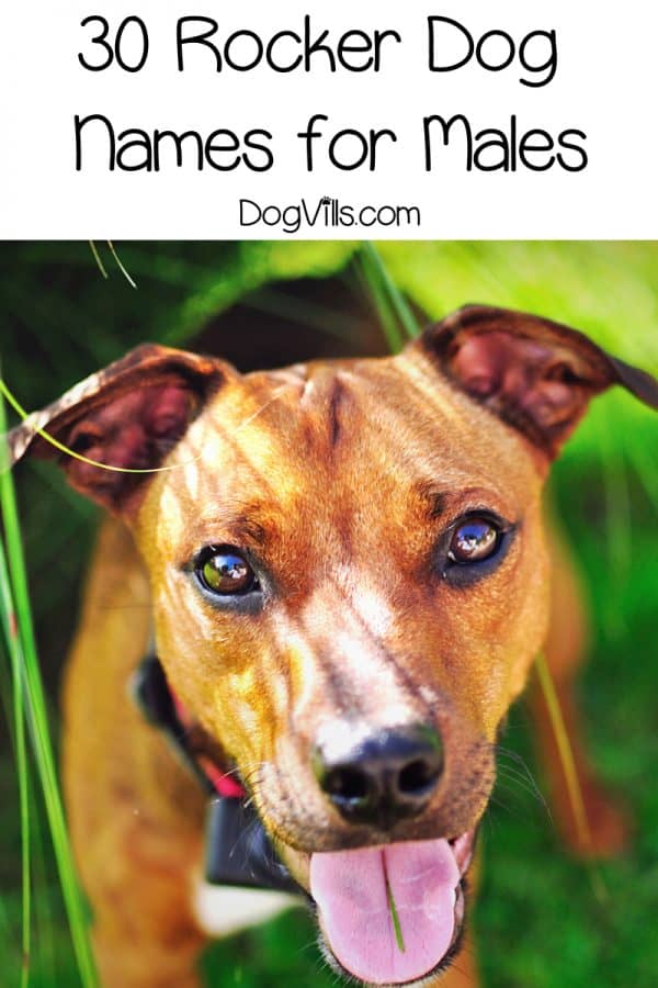 60 Awesome Rocker Dog Names for Males & Females - DogVills