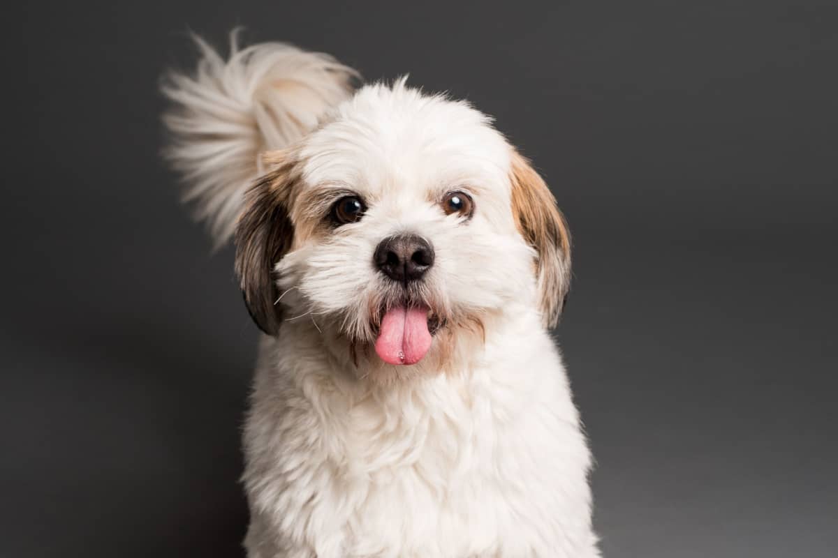 60 Awesome Rocker Dog Names for Males & Females - DogVills