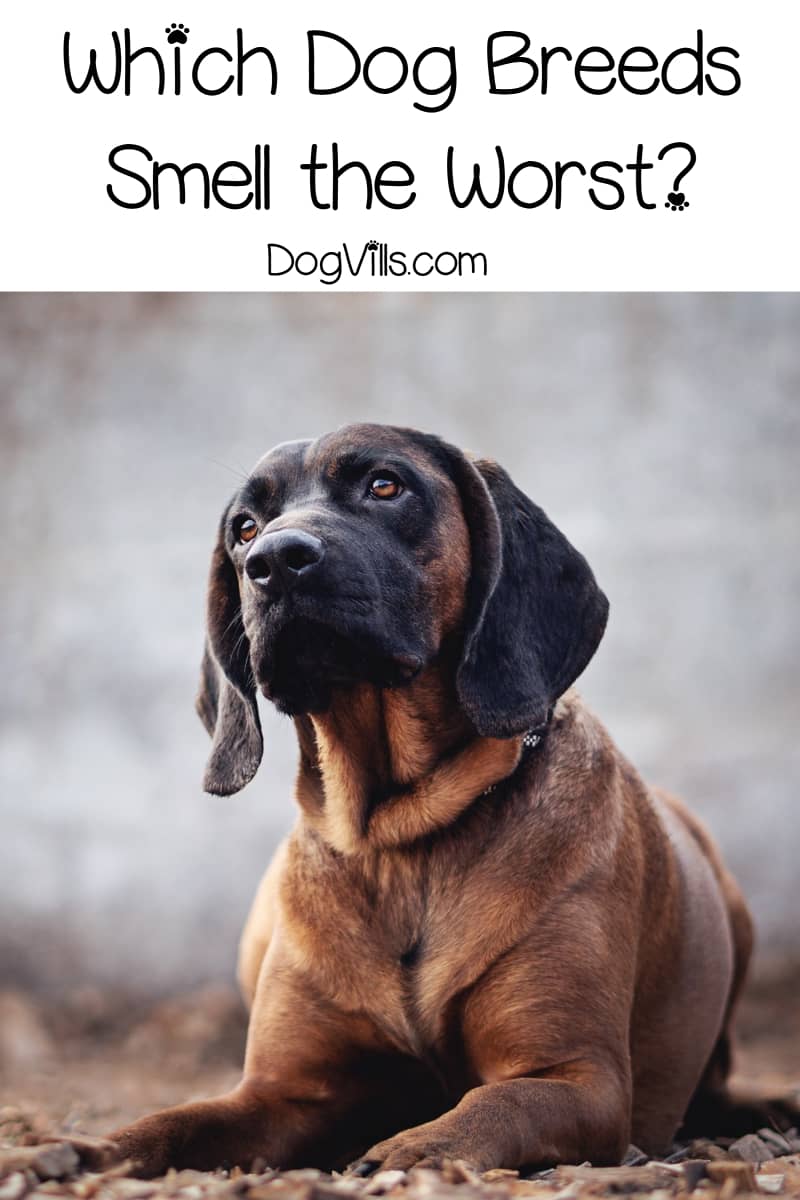 10 Worst Smelling Dog Breeds - DogVills