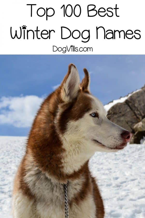 100 Wonderful Winter Dog Names - DogVills