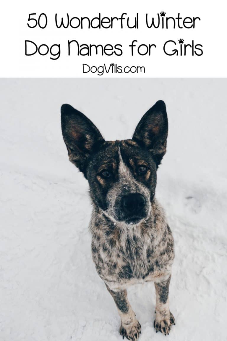 100 Wonderful Winter Dog Names - DogVills