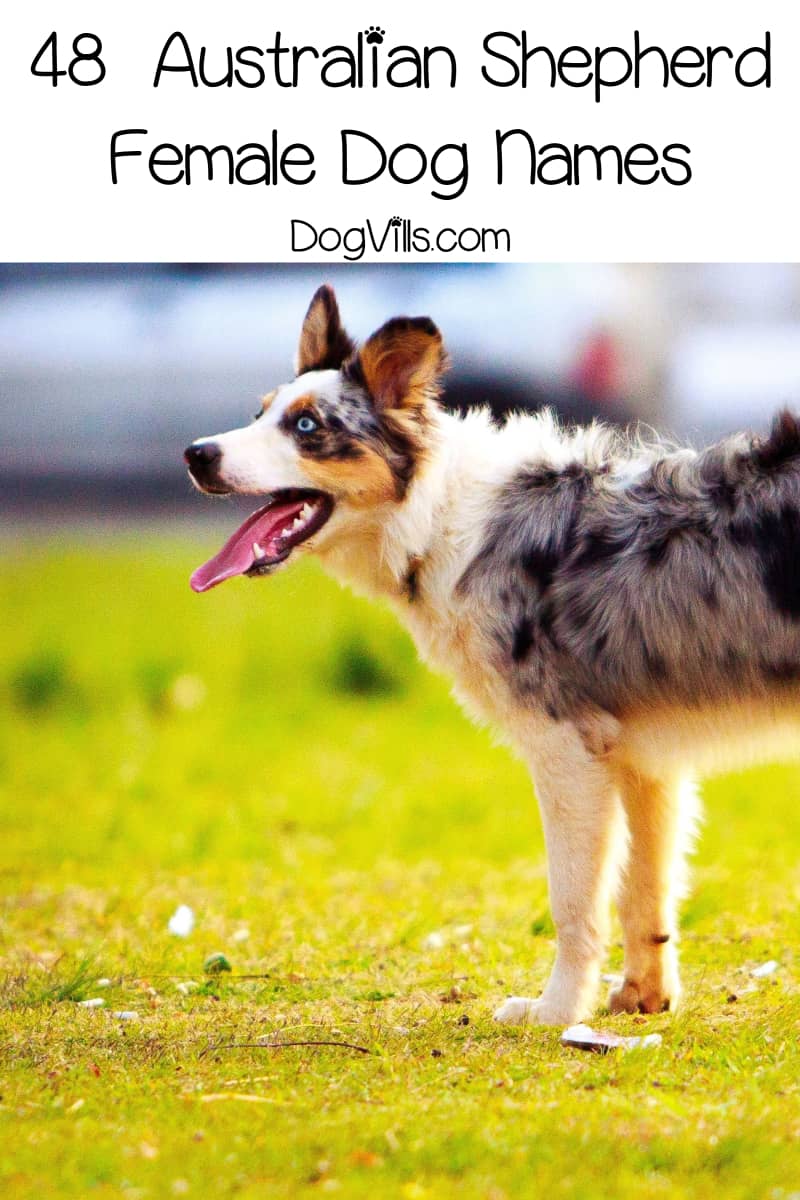 95 Adorable Australian Shepherd Dog Names - DogVills