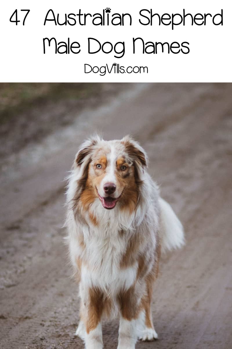 95 Adorable Australian Shepherd Dog Names - DogVills