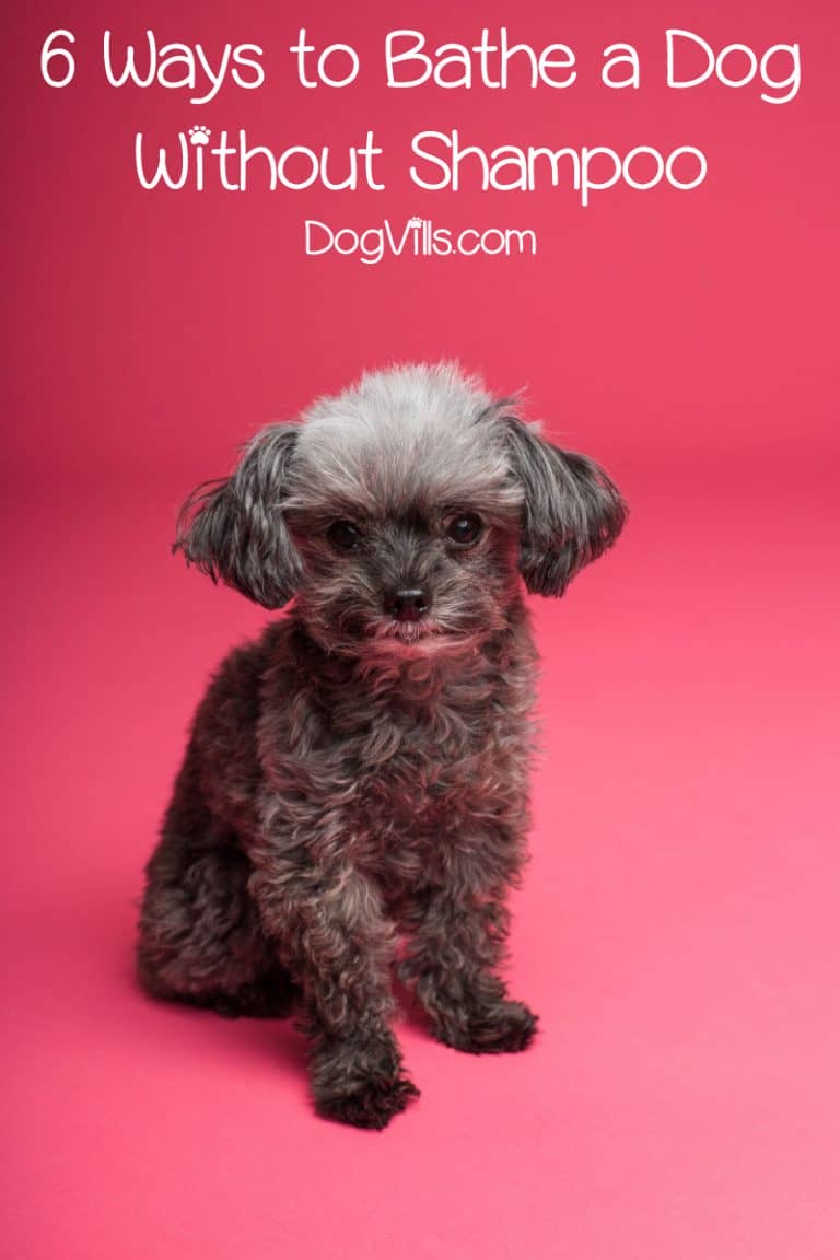 6 Tips on How to Wash Dog without Dog Shampoo - DogVills