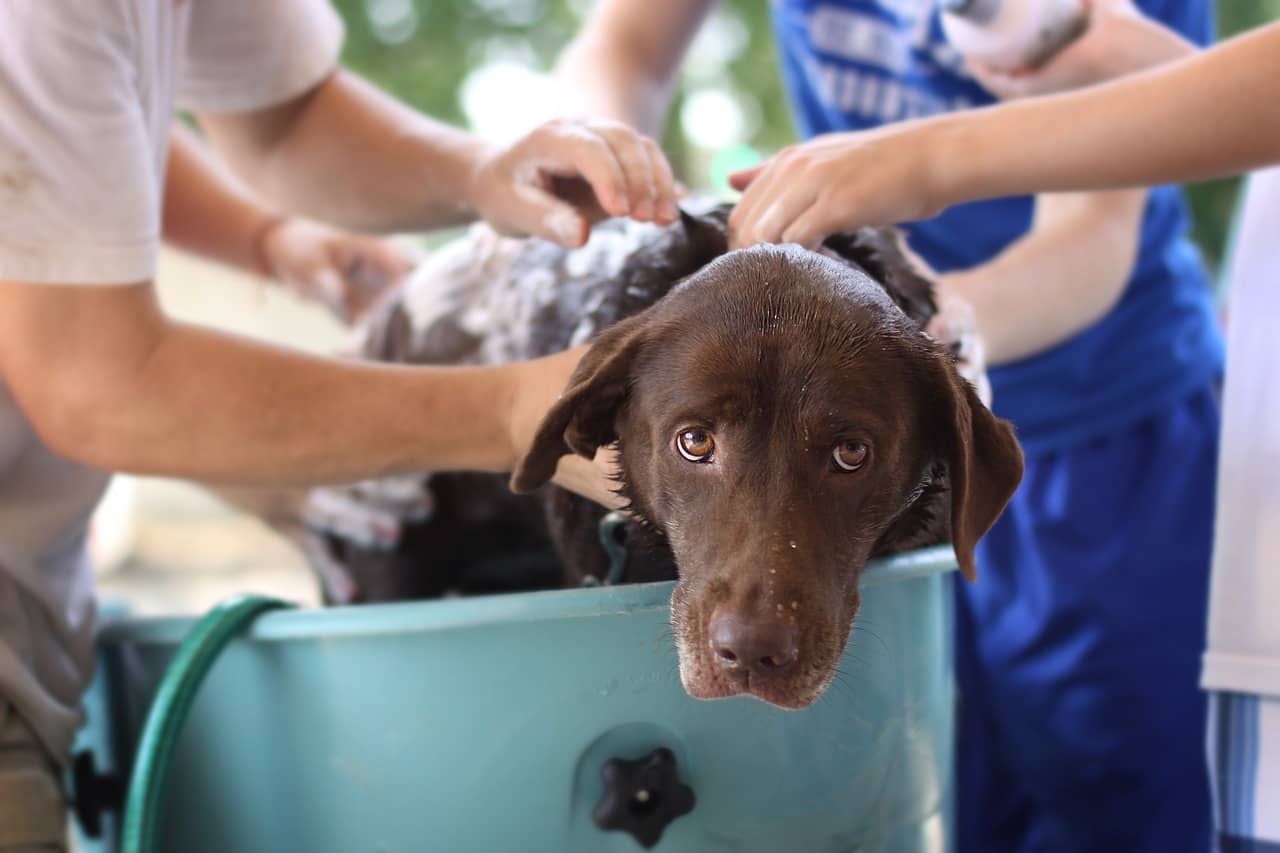 Top 5 Best Walk-in Dog Tubs - DogVills
