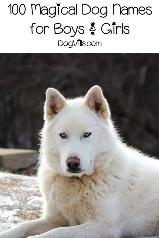 138 Magnificent Magical Dog Names (for Males & Females) - DogVills