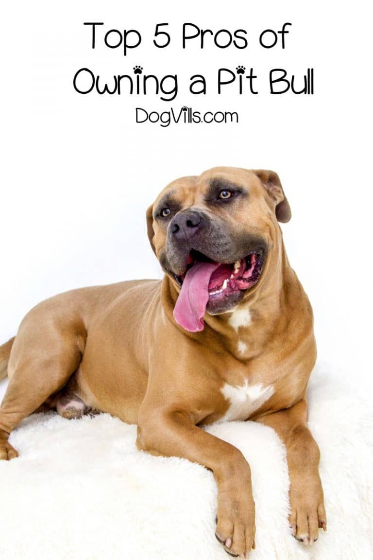 5 Pros and Cons of Owning a Pit Bull - DogVills