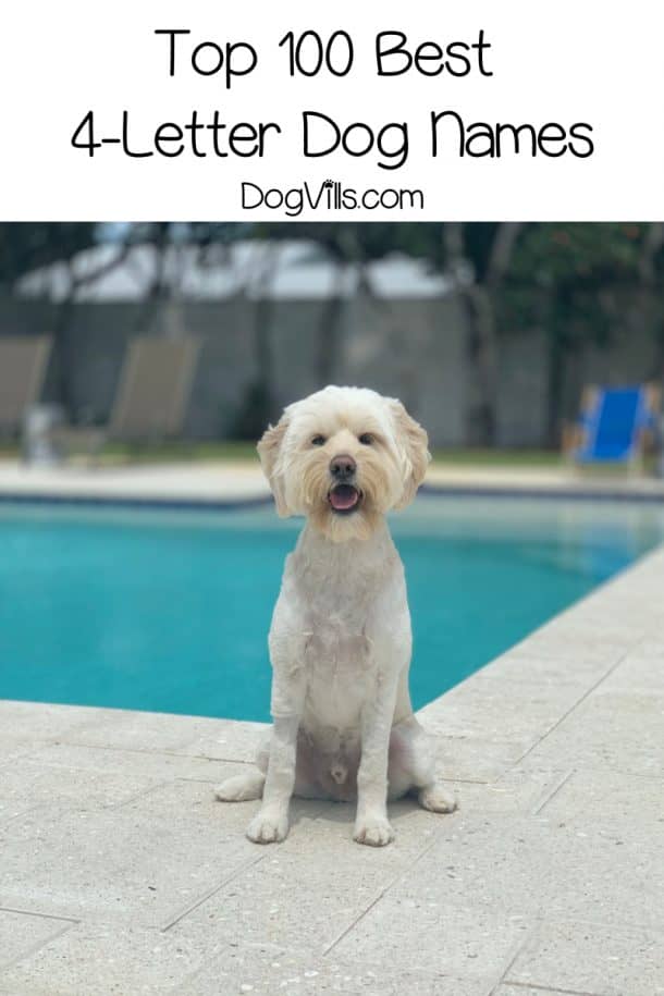 100 Amazing 4-Letter Dog Names for Your Pooch