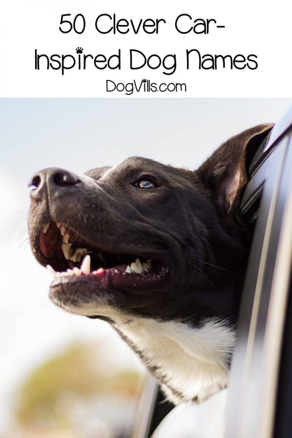 50 Clever Car Inspired Dog Names - DogVills