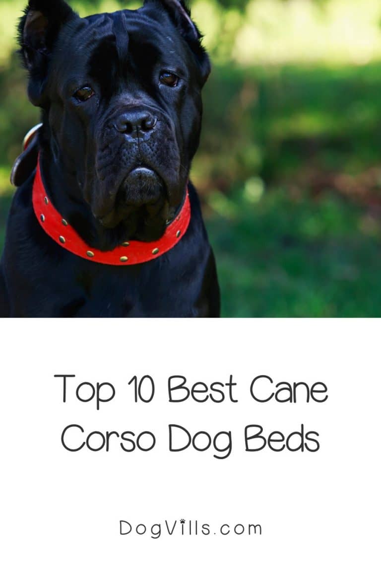 Top 10 Best Dog Beds for a Cane Corso - DogVills