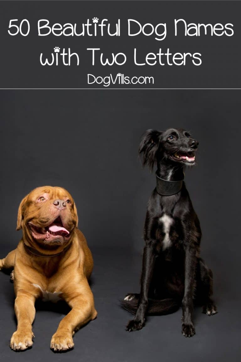 50 Beautiful Dog Names with Two Letters - DogVills