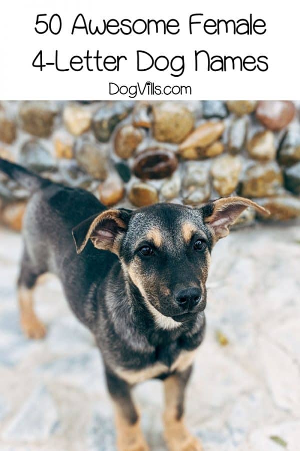 100 Amazing 4-Letter Dog Names for Your Pooch