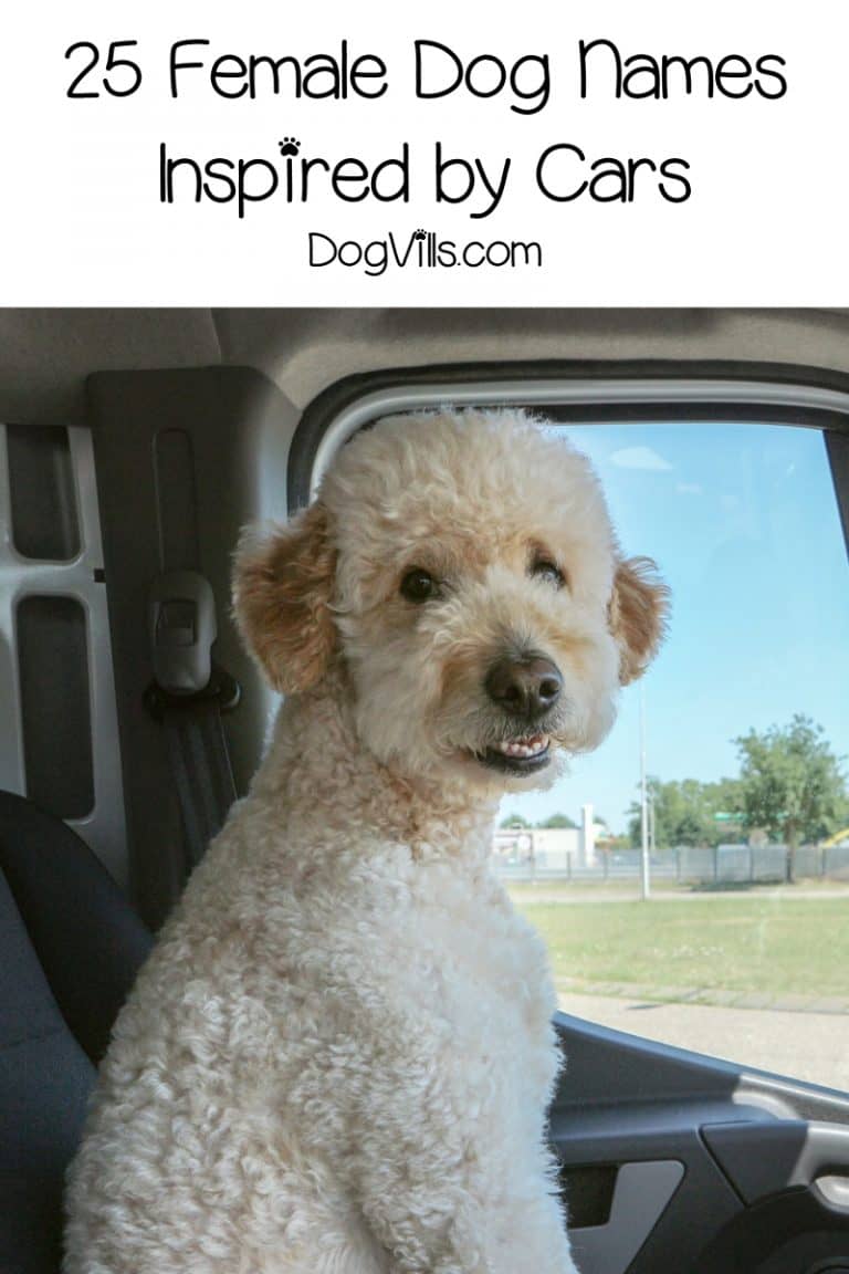 50 Clever Car Inspired Dog Names - DogVills