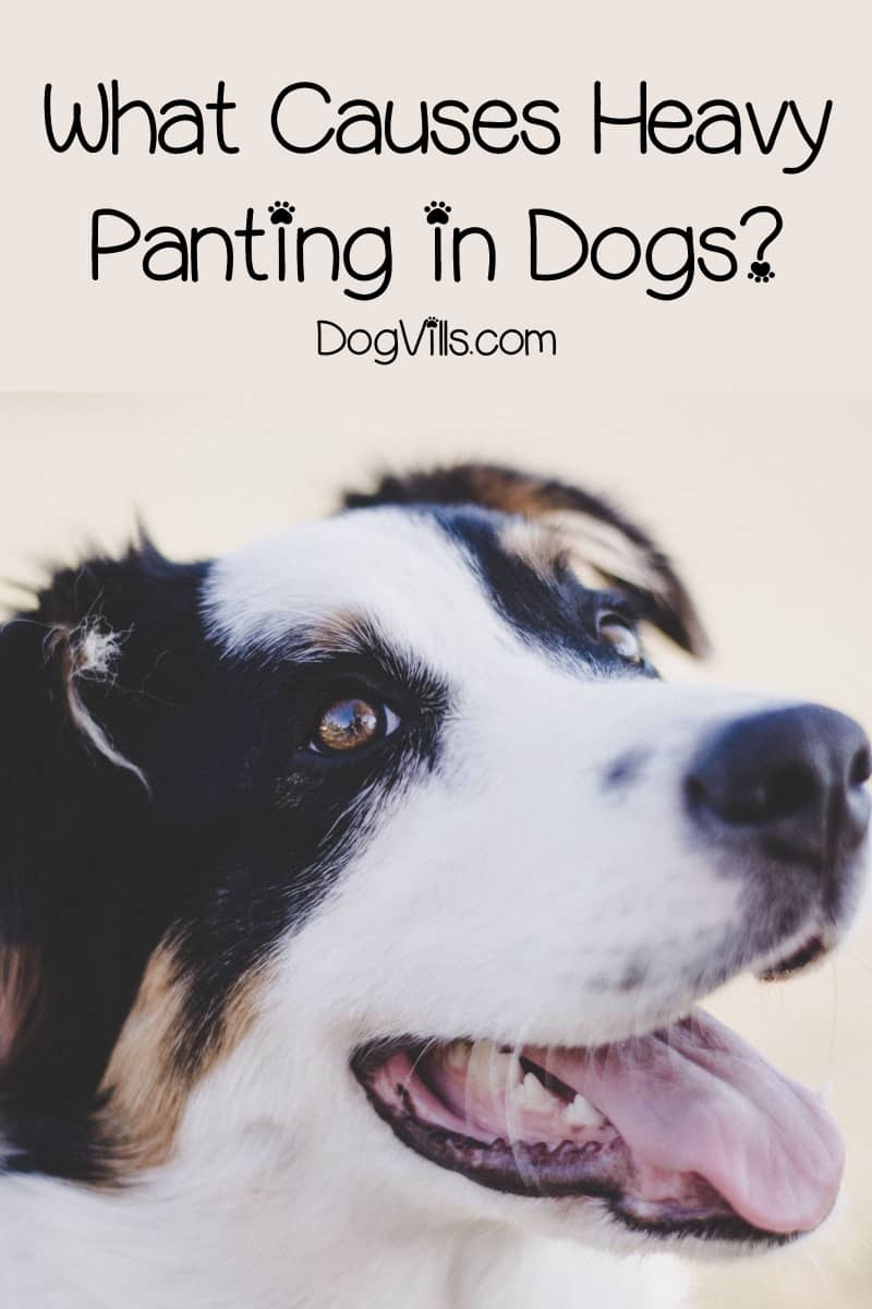 Why Is My Dog Panting and Restless? - DogVills.com