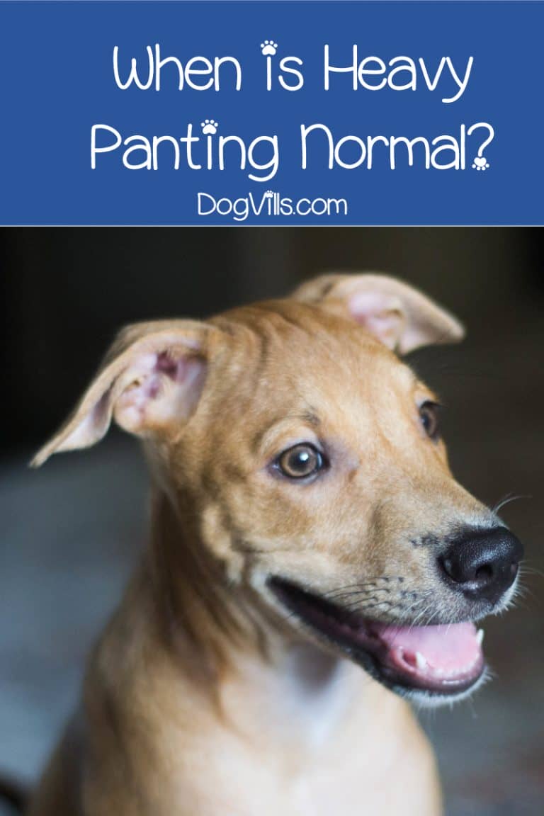 Why Is My Dog Panting and Restless? - DogVills.com