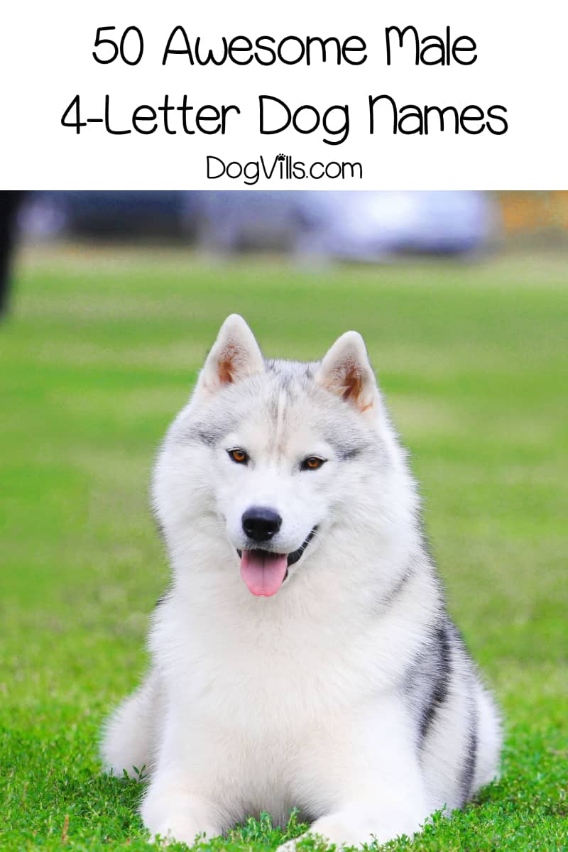 100 Amazing 4-Letter Dog Names for Your Pooch