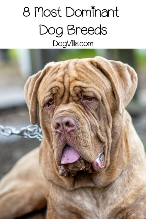 8 Most Dominant Dog Breeds - DogVills